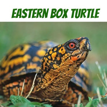 The Eastern Box Turtle: Every Thing You Need Know – REPTI ZOO