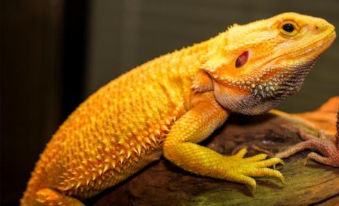 How to choose a Bearded Dragon Habitat? – REPTI ZOO