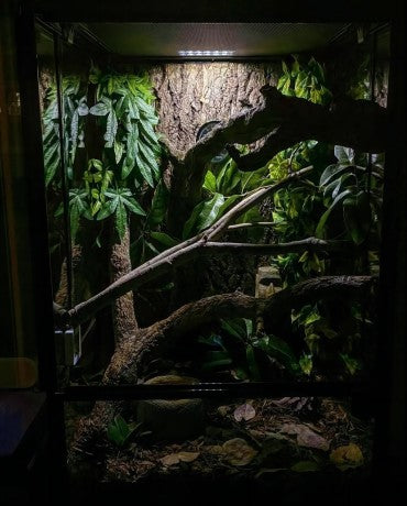 Reptizoo Provides The Perfect Reptile Habitats – REPTI ZOO